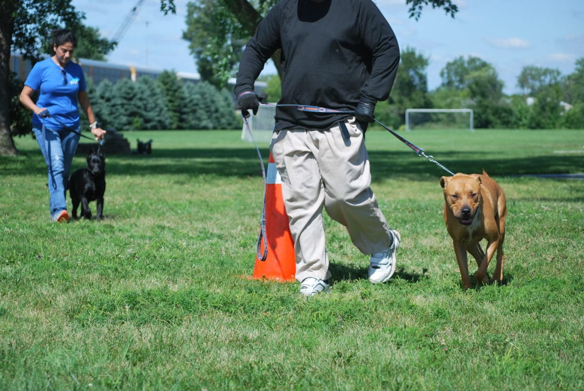 Free Pitbull Training - Mr.K9 Dog Training